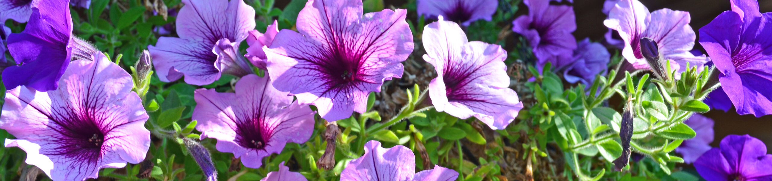 fall flower header – Yadkin Valley Magazine